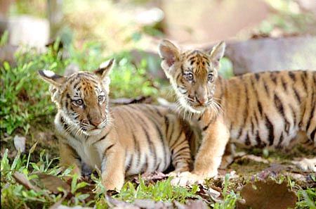 Two Brothers - Plugged In