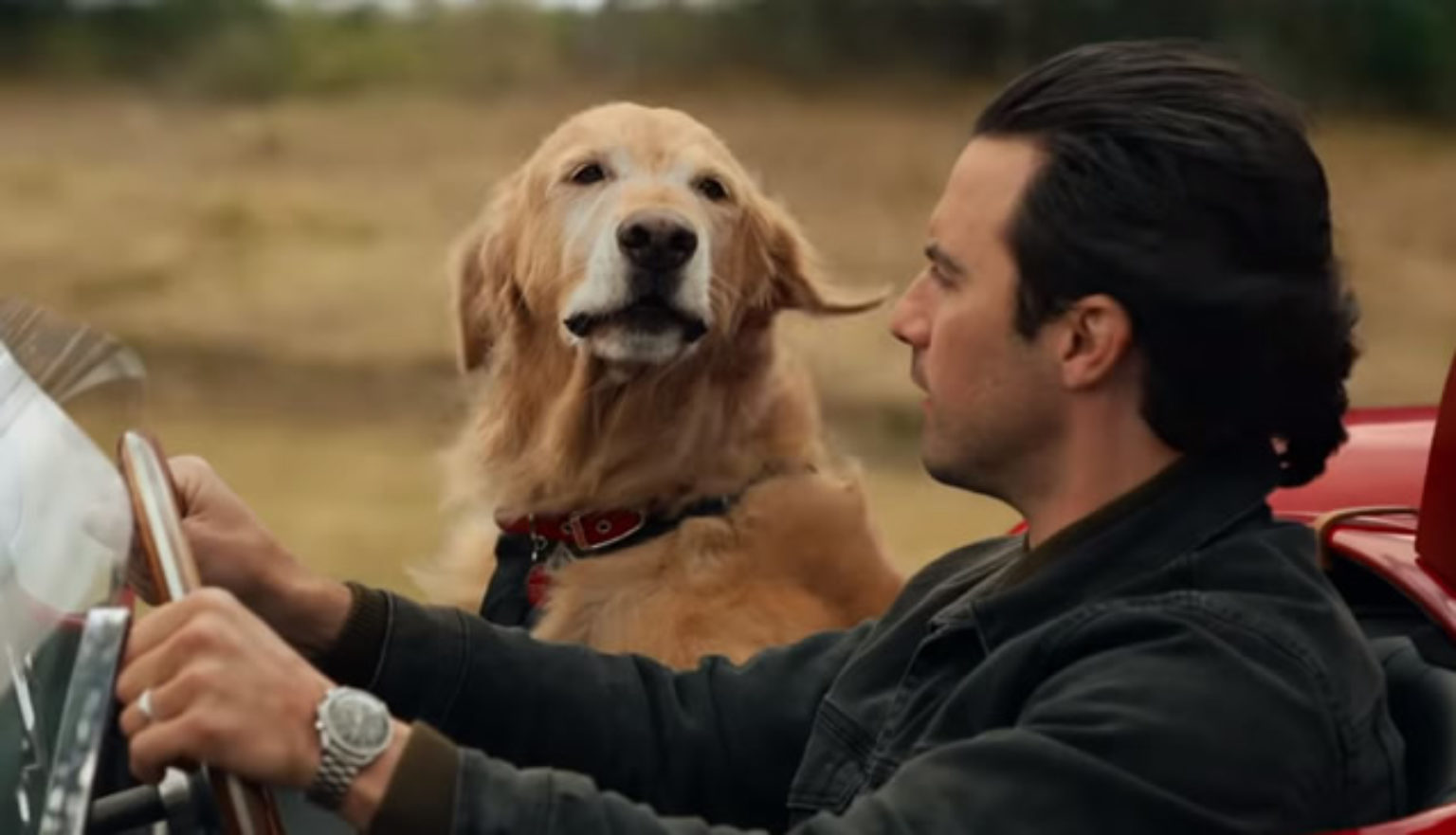 The Art of Racing in the Rain - Plugged In