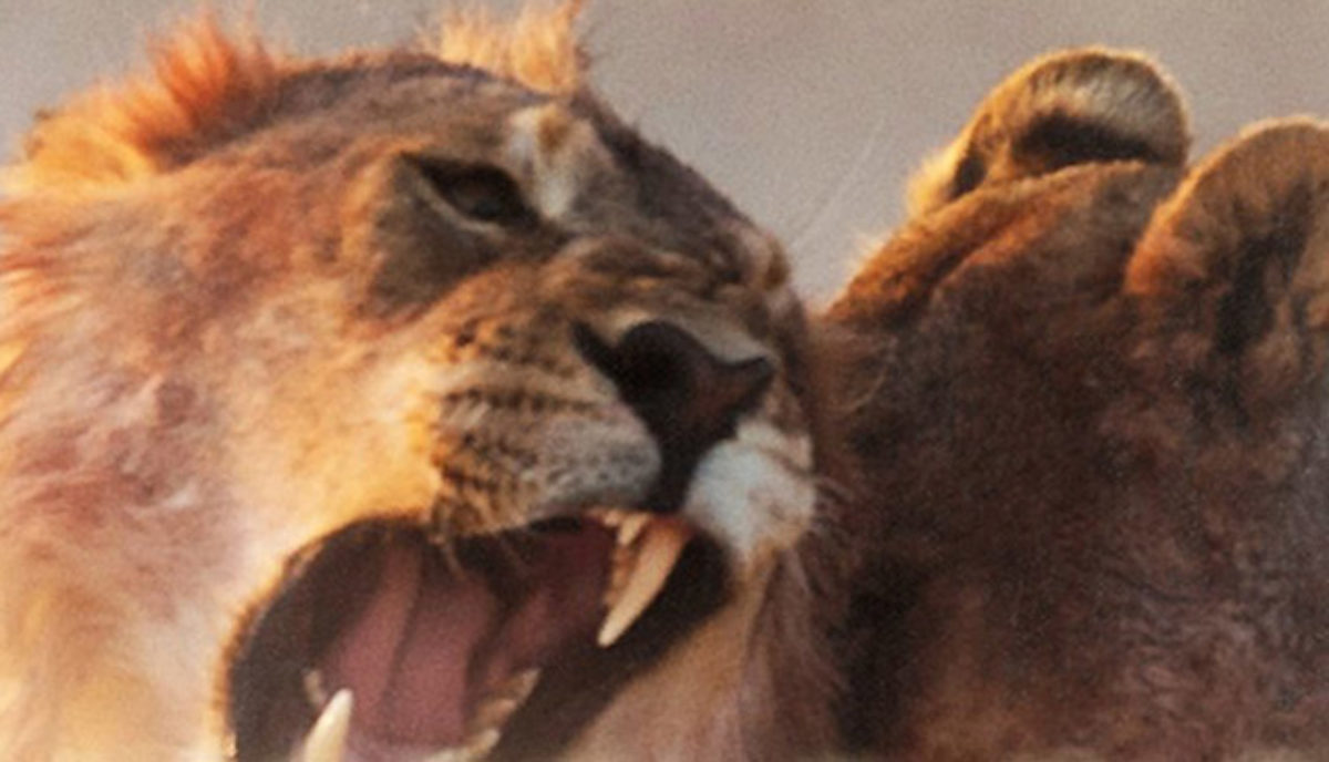 Maroon 5 Animals Tumblr