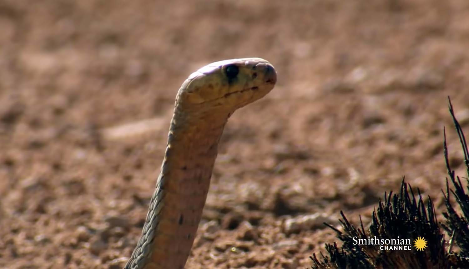 Smithsonian Channel - Plugged In